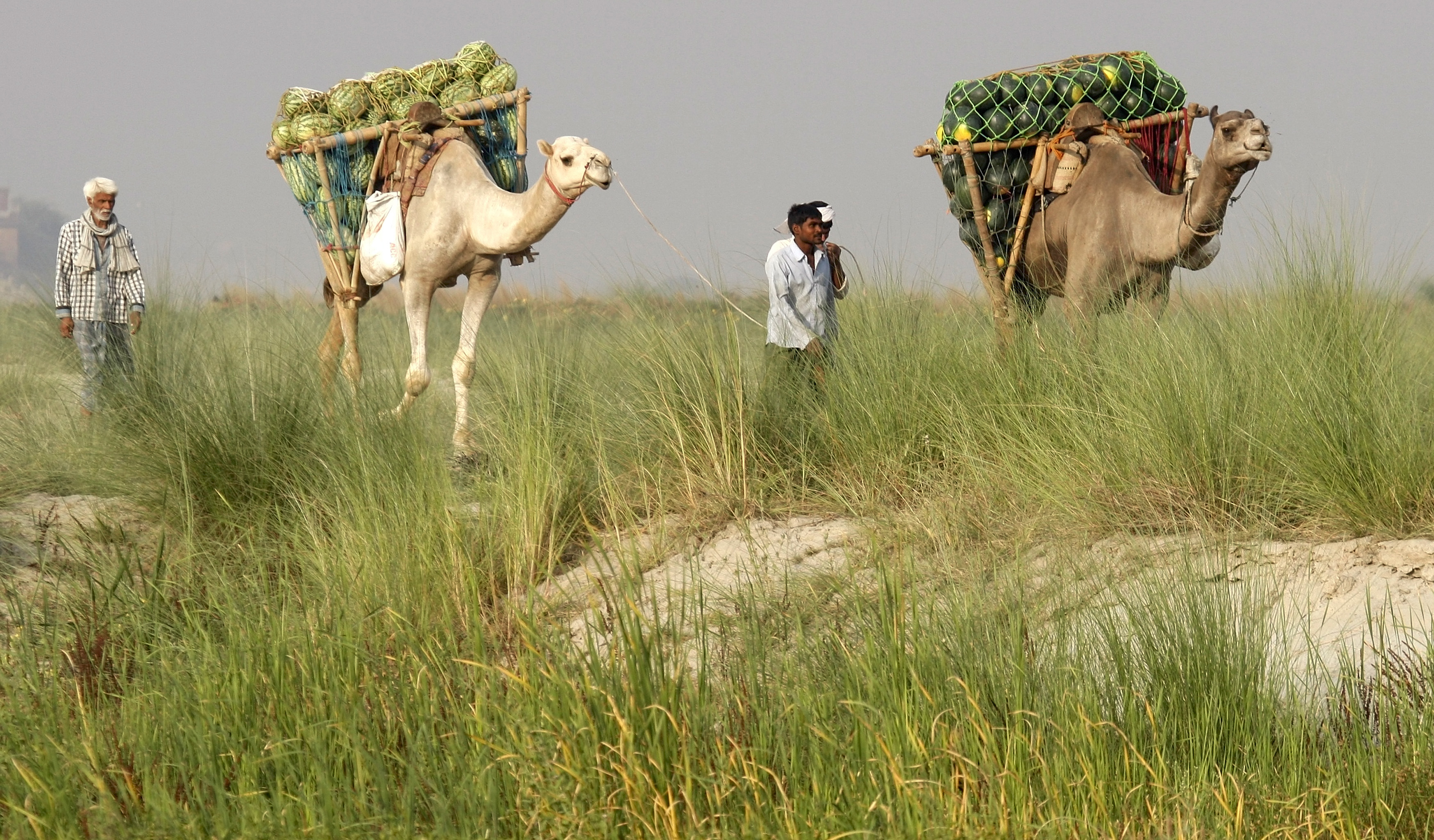 Progress in India: New Legislation to Protect Persons Internally ...