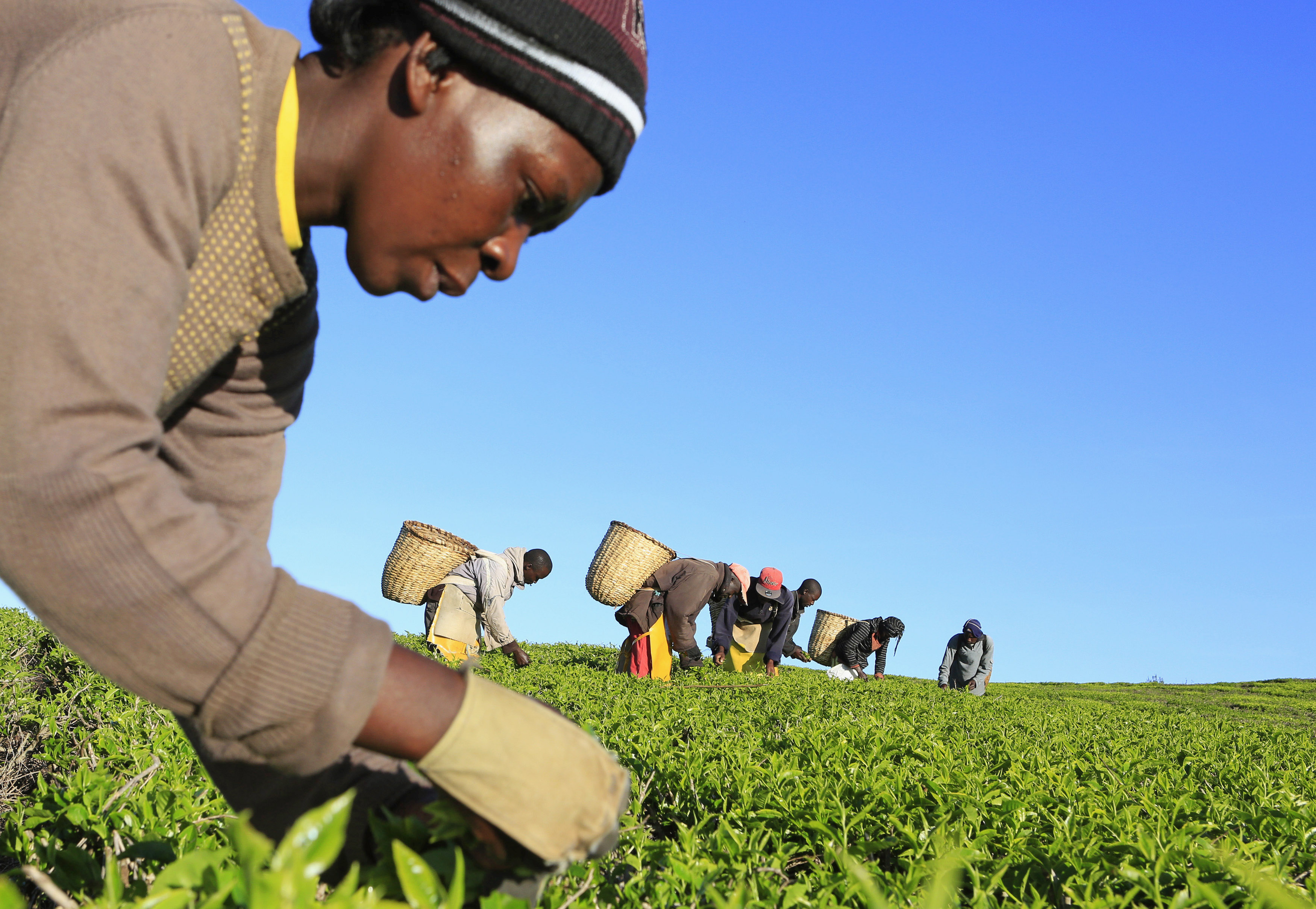 Three ways mobile is helping farmers in Kenya | Brookings