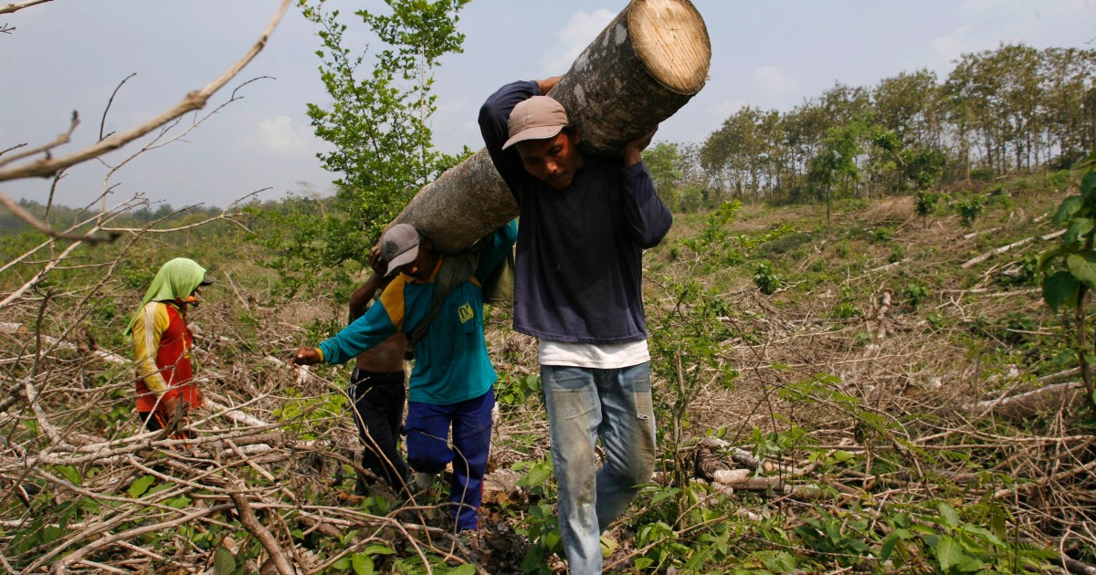 The Jagged Edge: Illegal Logging in Southeast Asia
