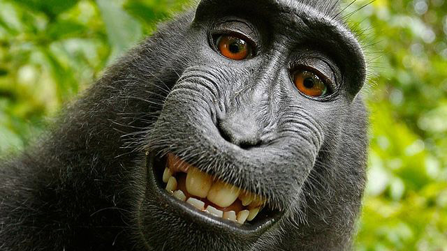 The Human Importance of the Monkey Selfie | Brookings