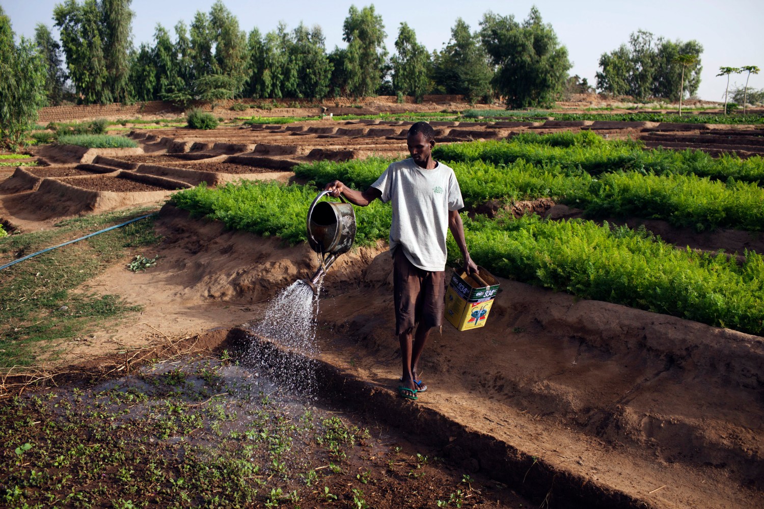 The Impact of Conflict and Instability on Agriculture in Mali and ...