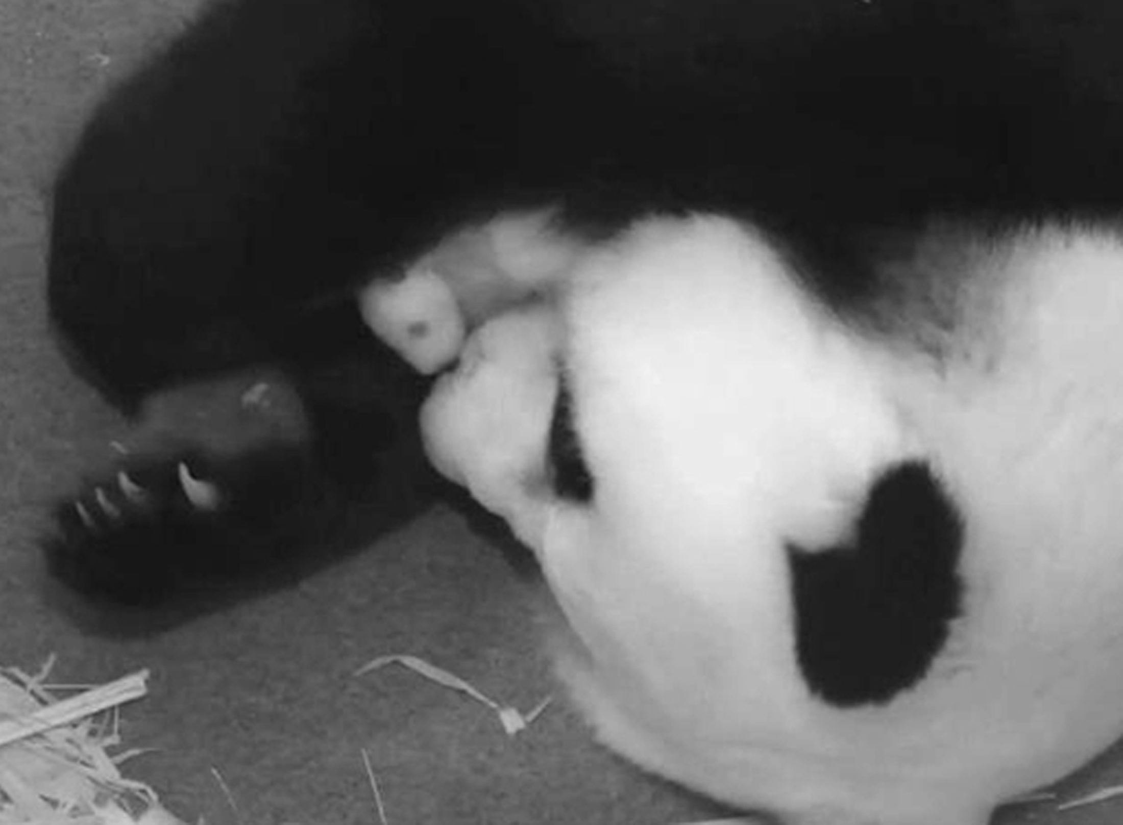 Save the Pandas! Don't Close Government Videos and Websites | Brookings