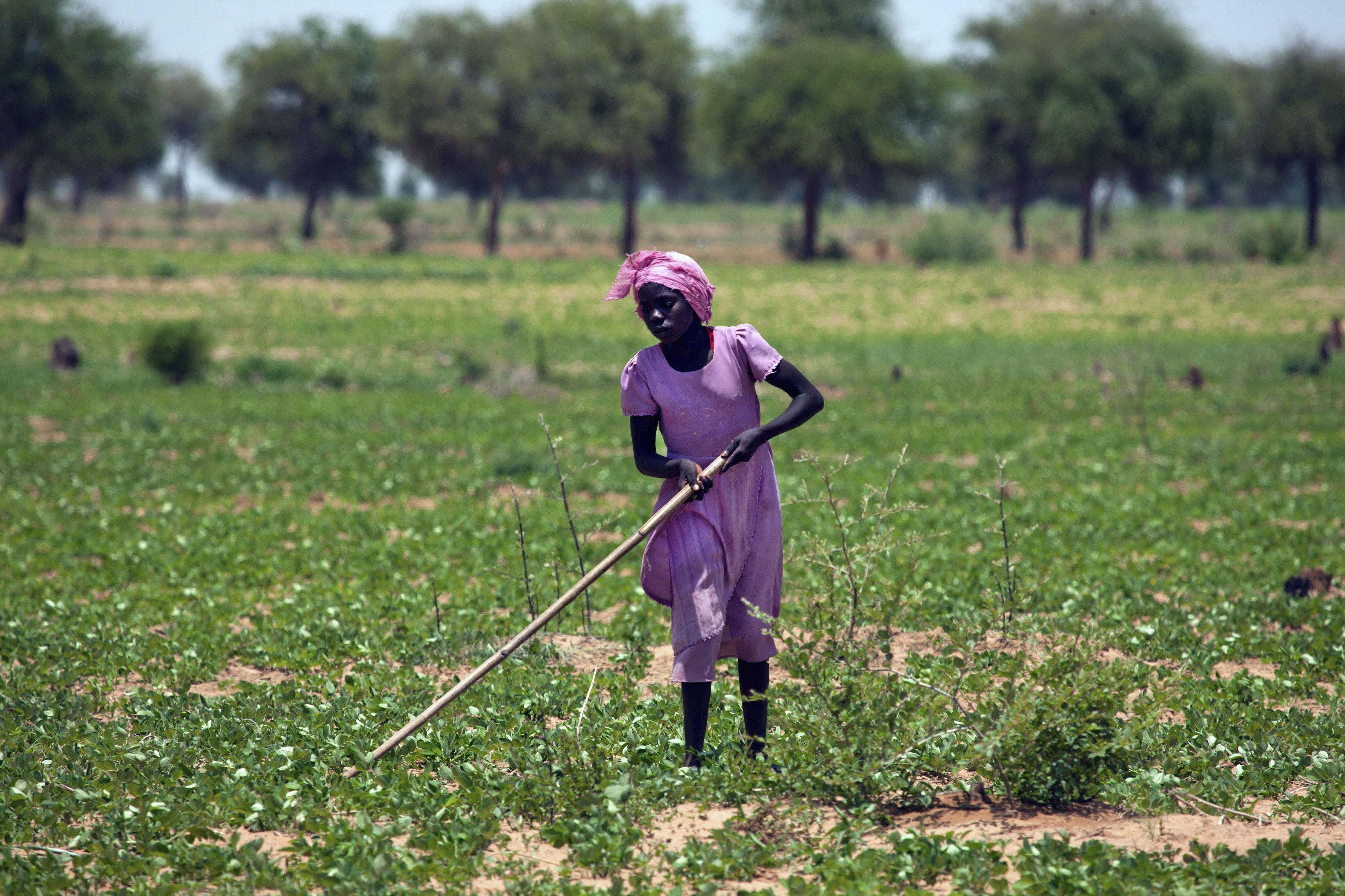 The quest for food security and agricultural transformation in Africa ...
