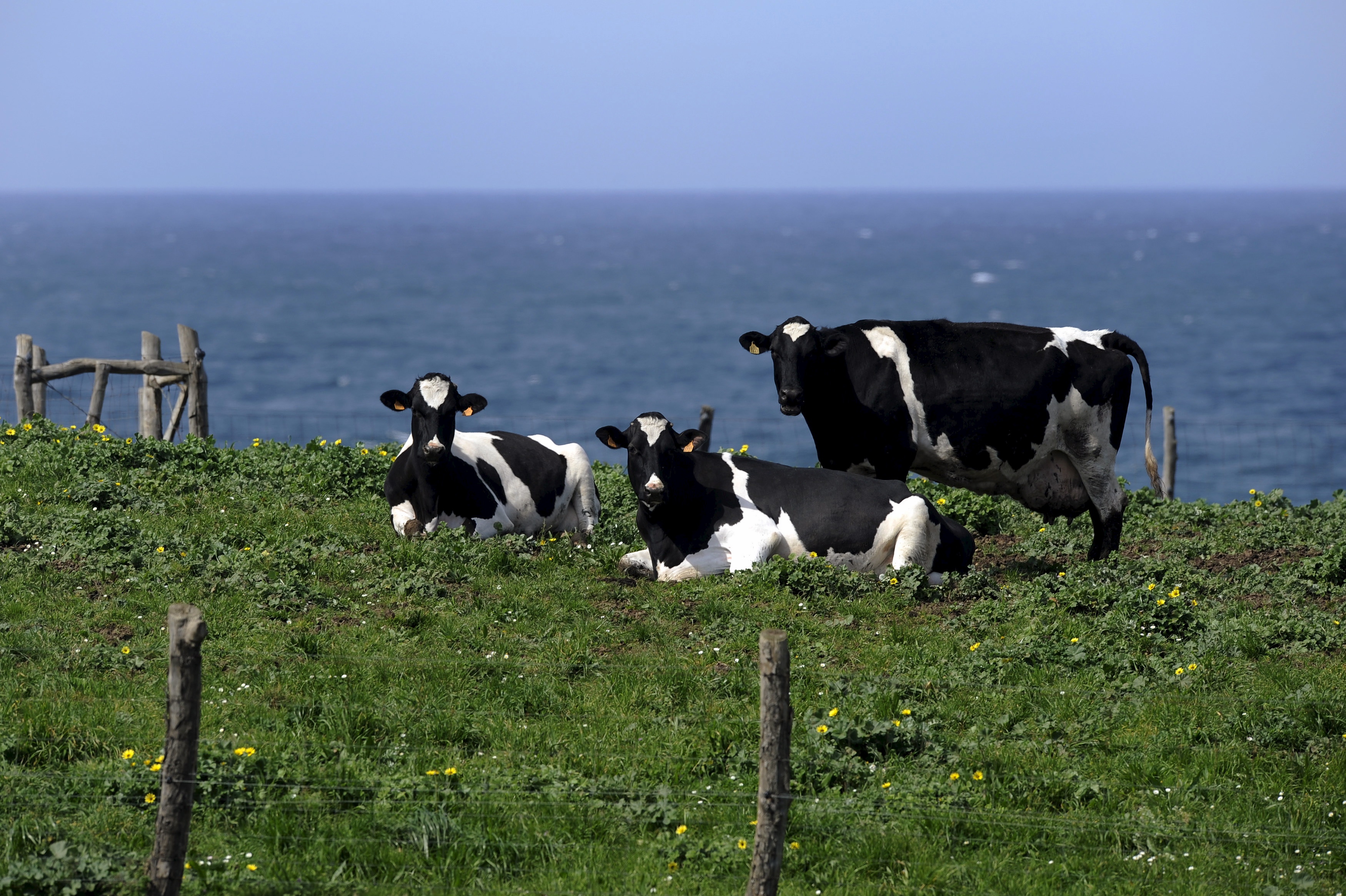 Cows and ploughs: How can we make agriculture climate-smart? | Brookings