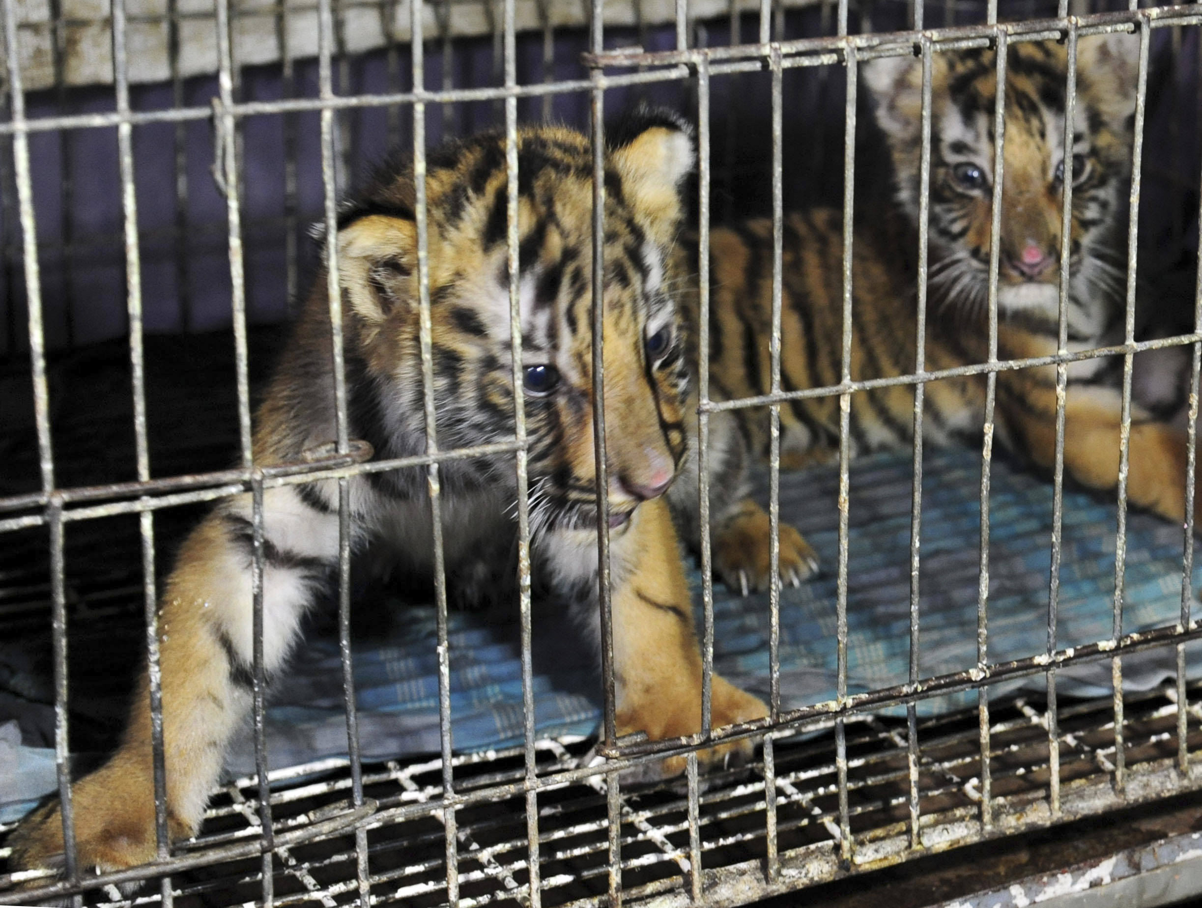 The Illegal Trade in Wildlife in Southeast Asia and Its Links to East ...