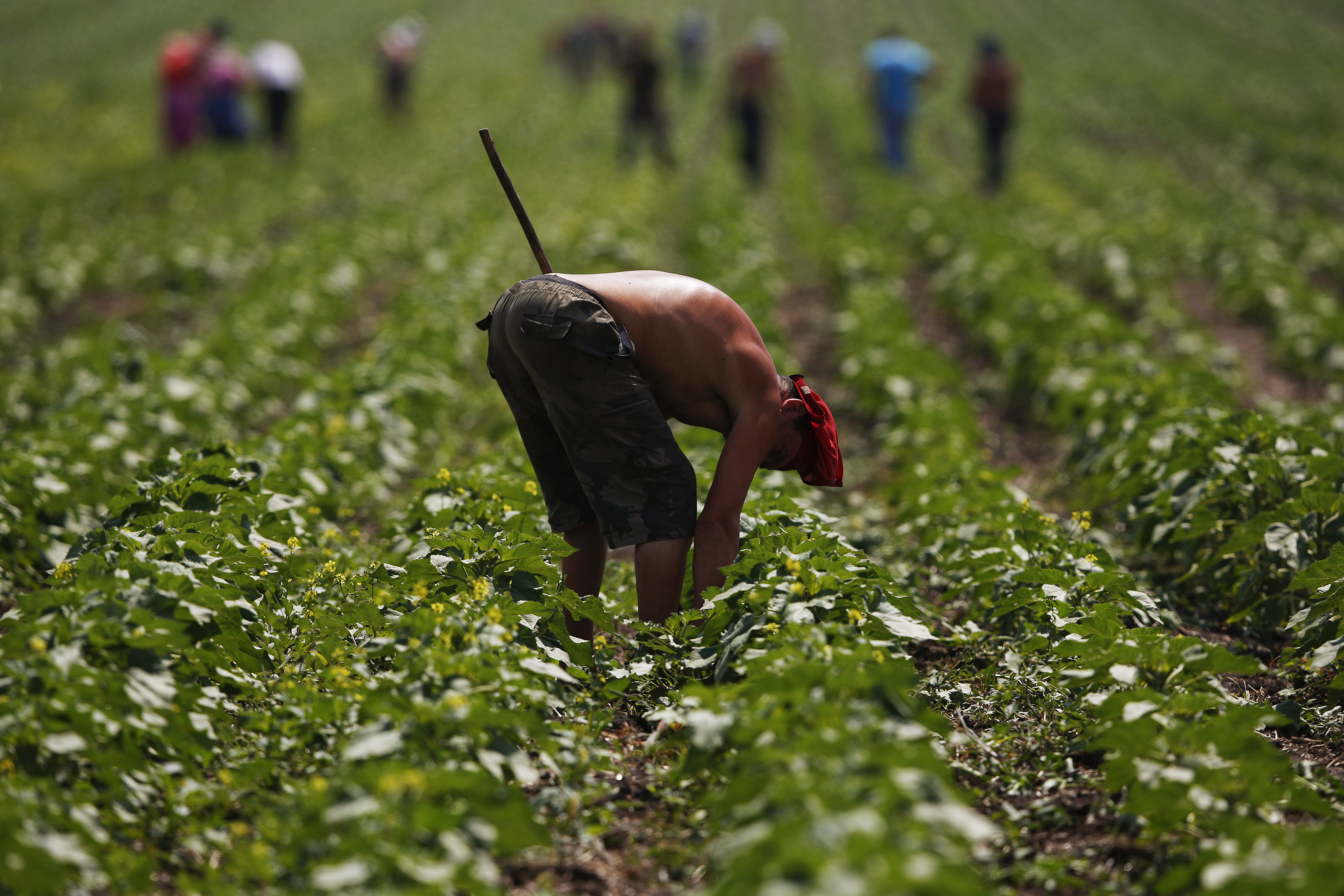 Scaling Up in Agriculture, Rural Development, and Nutrition | Brookings