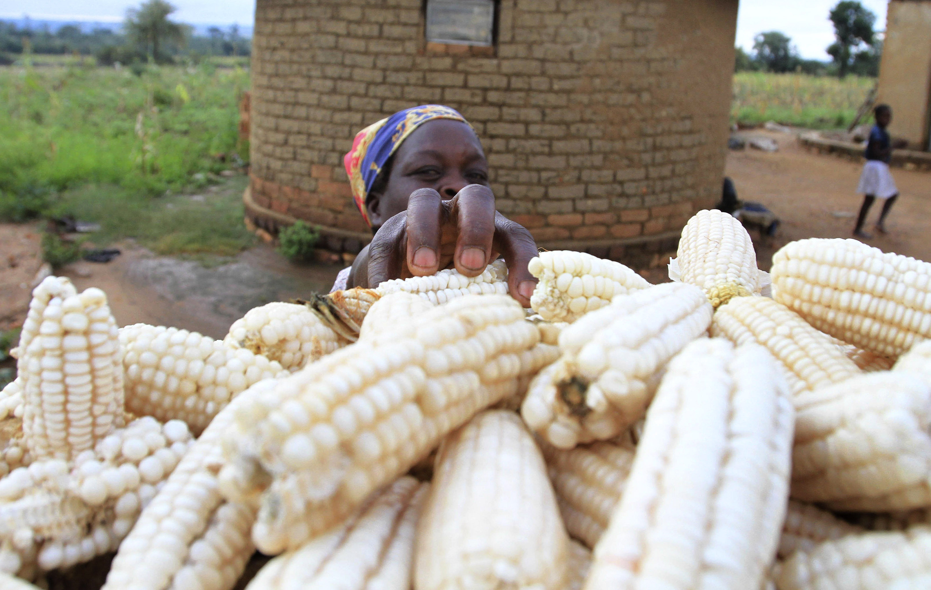 Making 2014 the Year for Biotechnology in Africa | Brookings