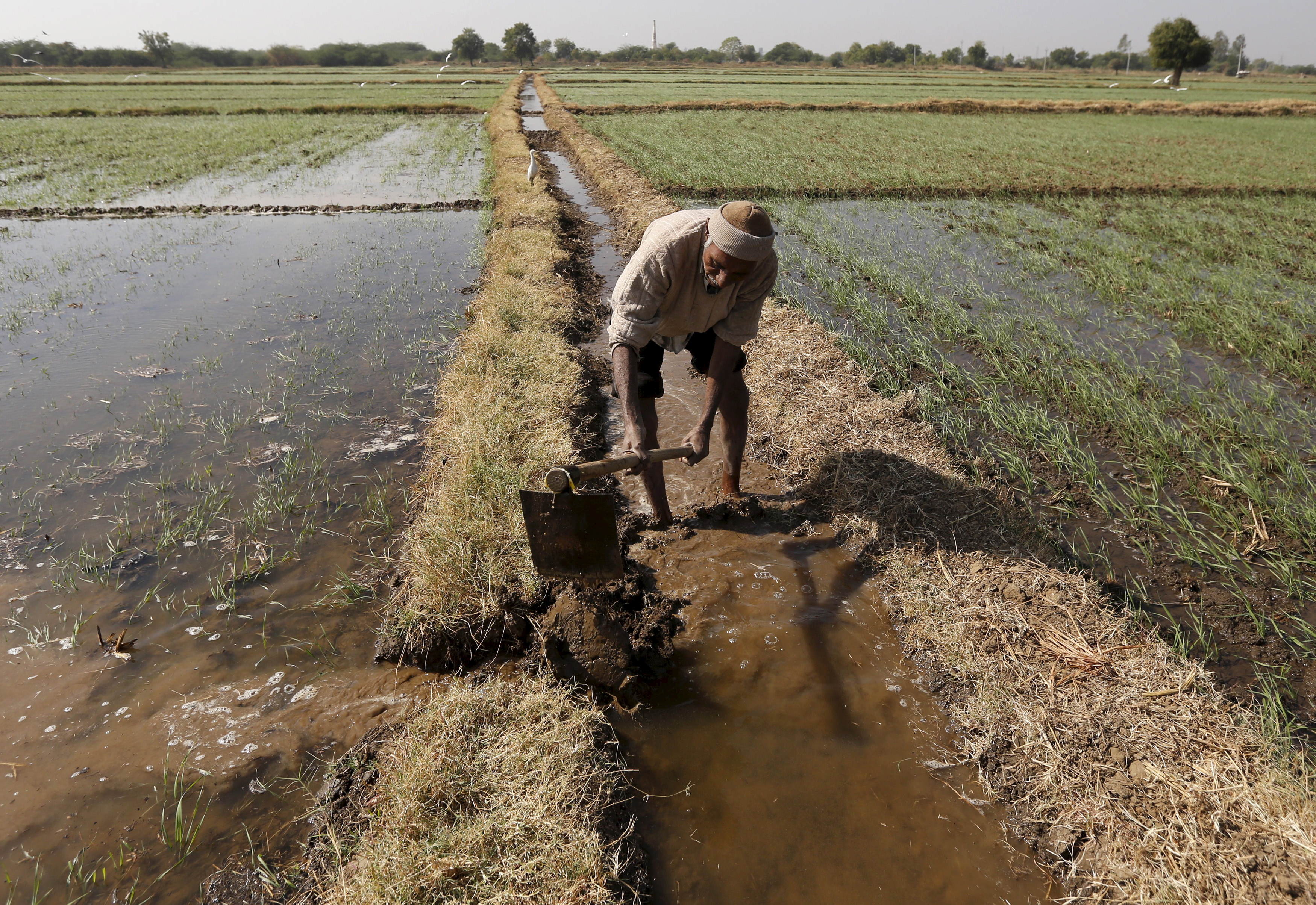 Where does the world’s food grow? | Brookings
