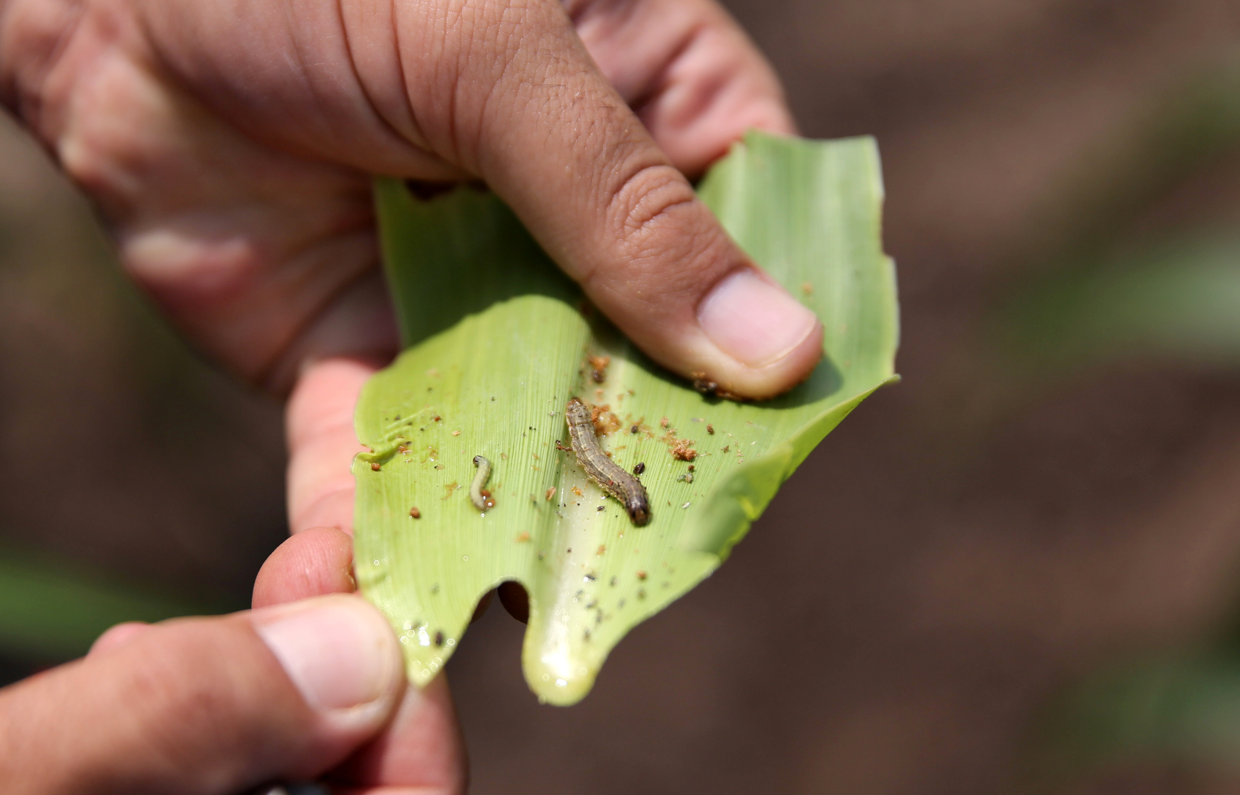 Figure of the week: Armyworm, locusts, and drought in Southern and East ...
