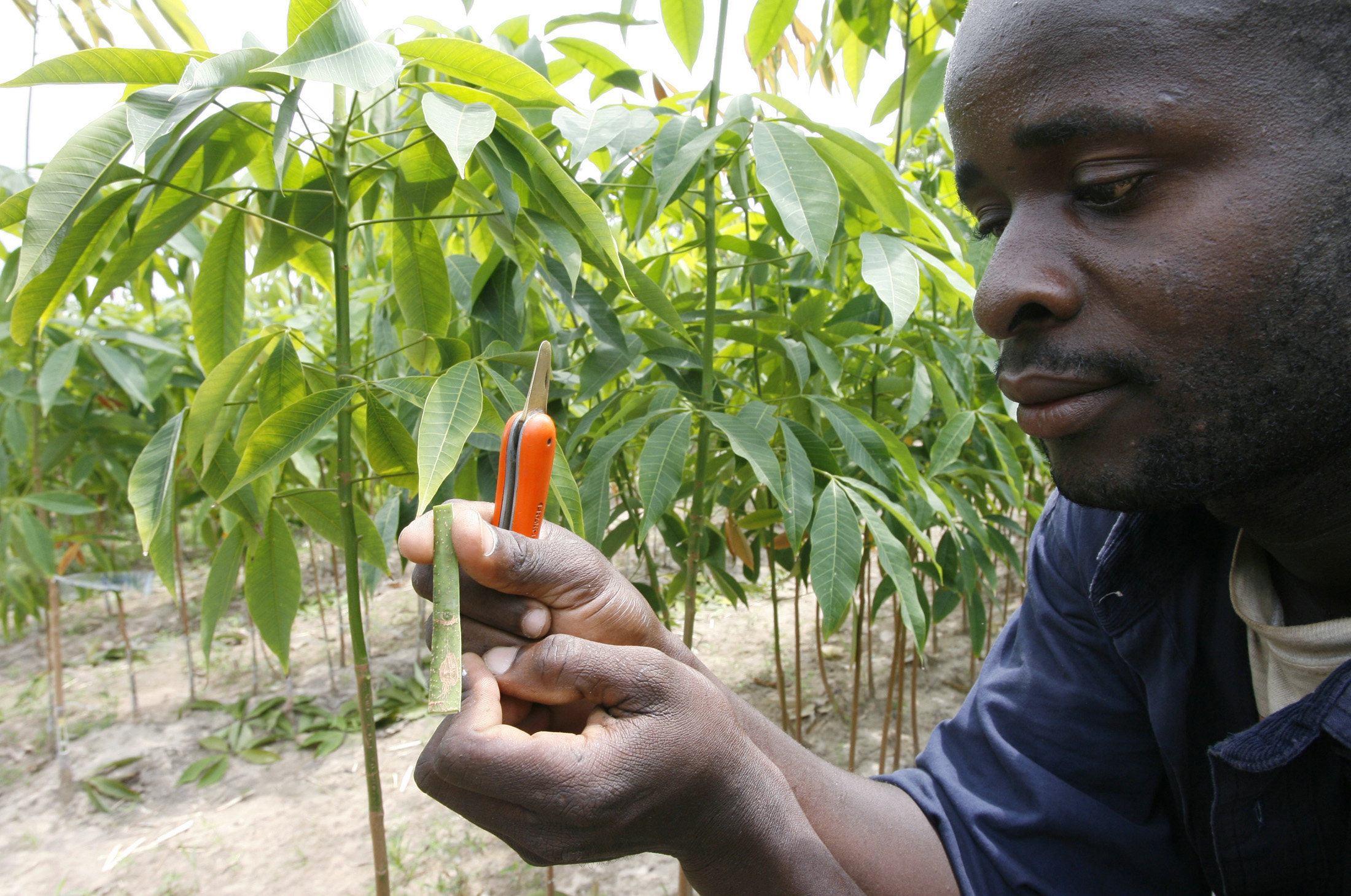 Figure of the week: Sub-Saharan African agricultural research spending ...