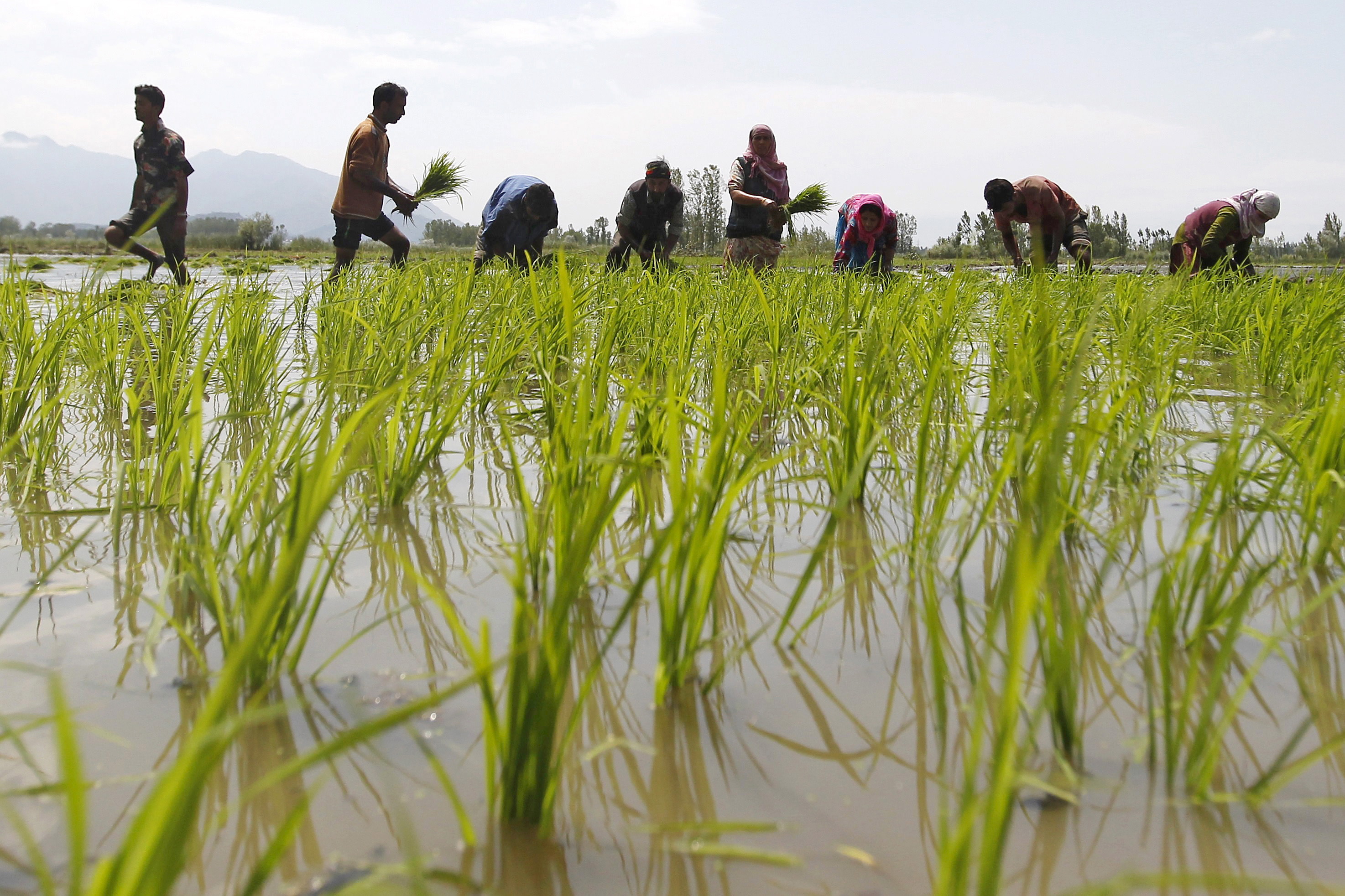 Why developing countries get stuck with weak institutions and how ...