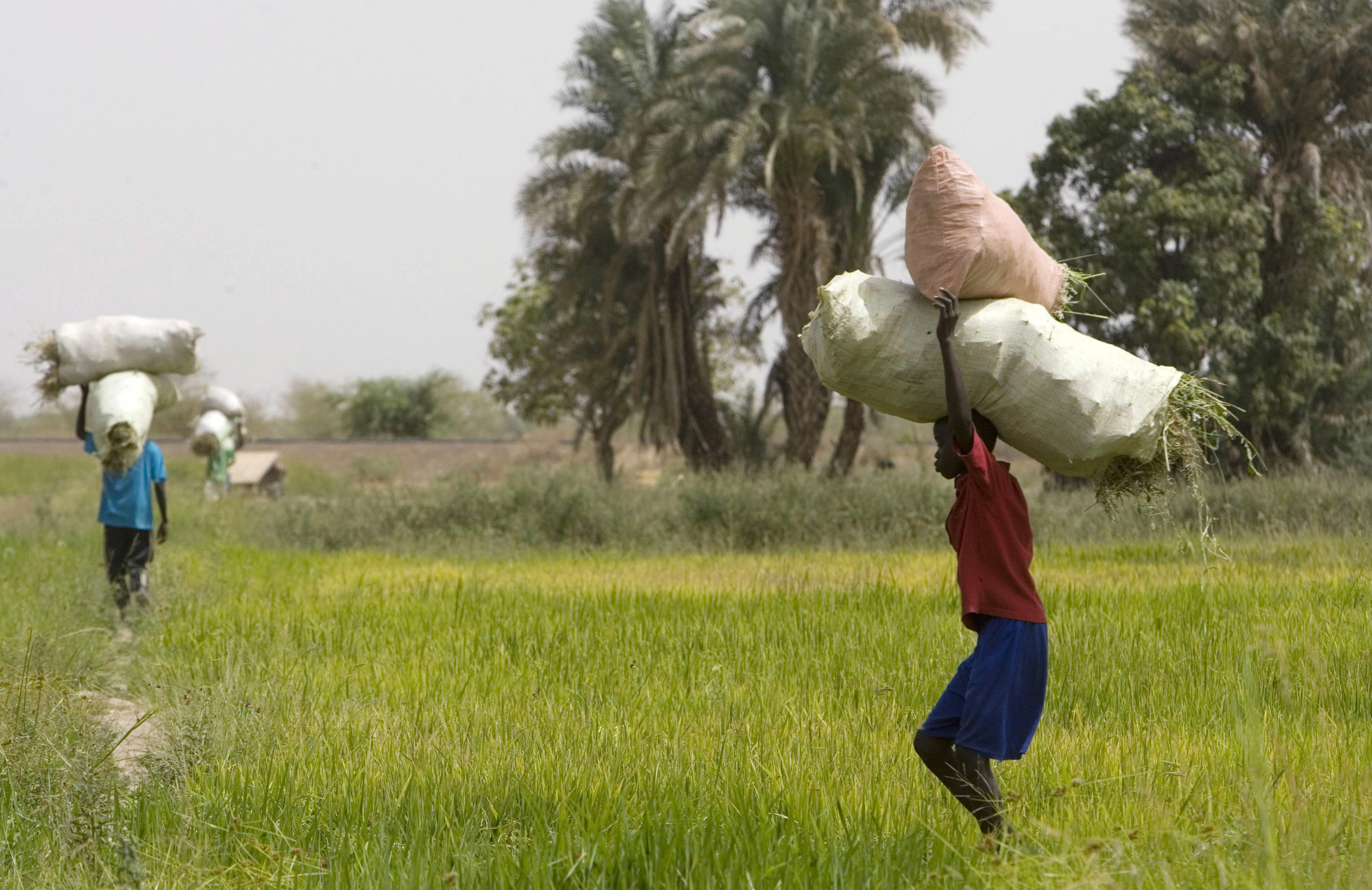 Reducing economic and environmental vulnerability to achieve food and ...