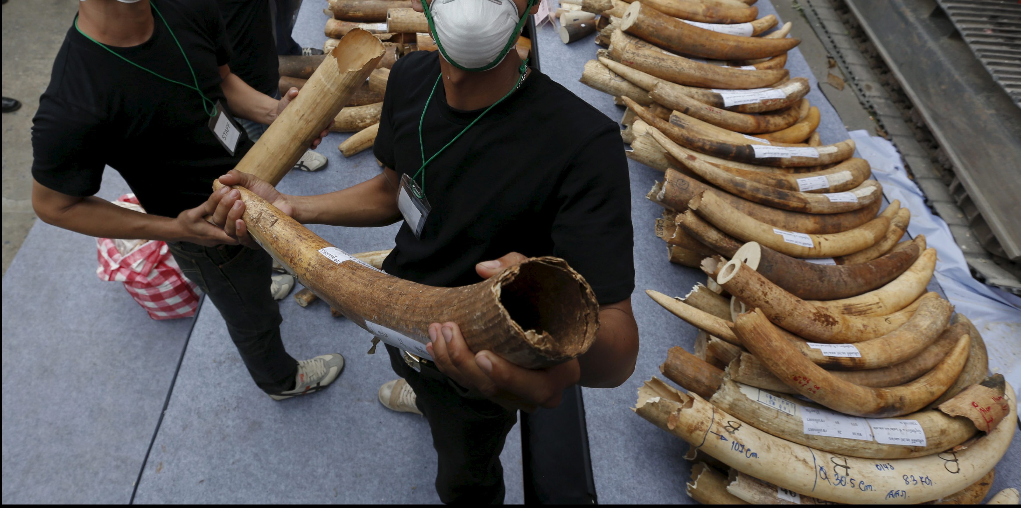 Countering the wildlife trafficking and poaching threat | Brookings