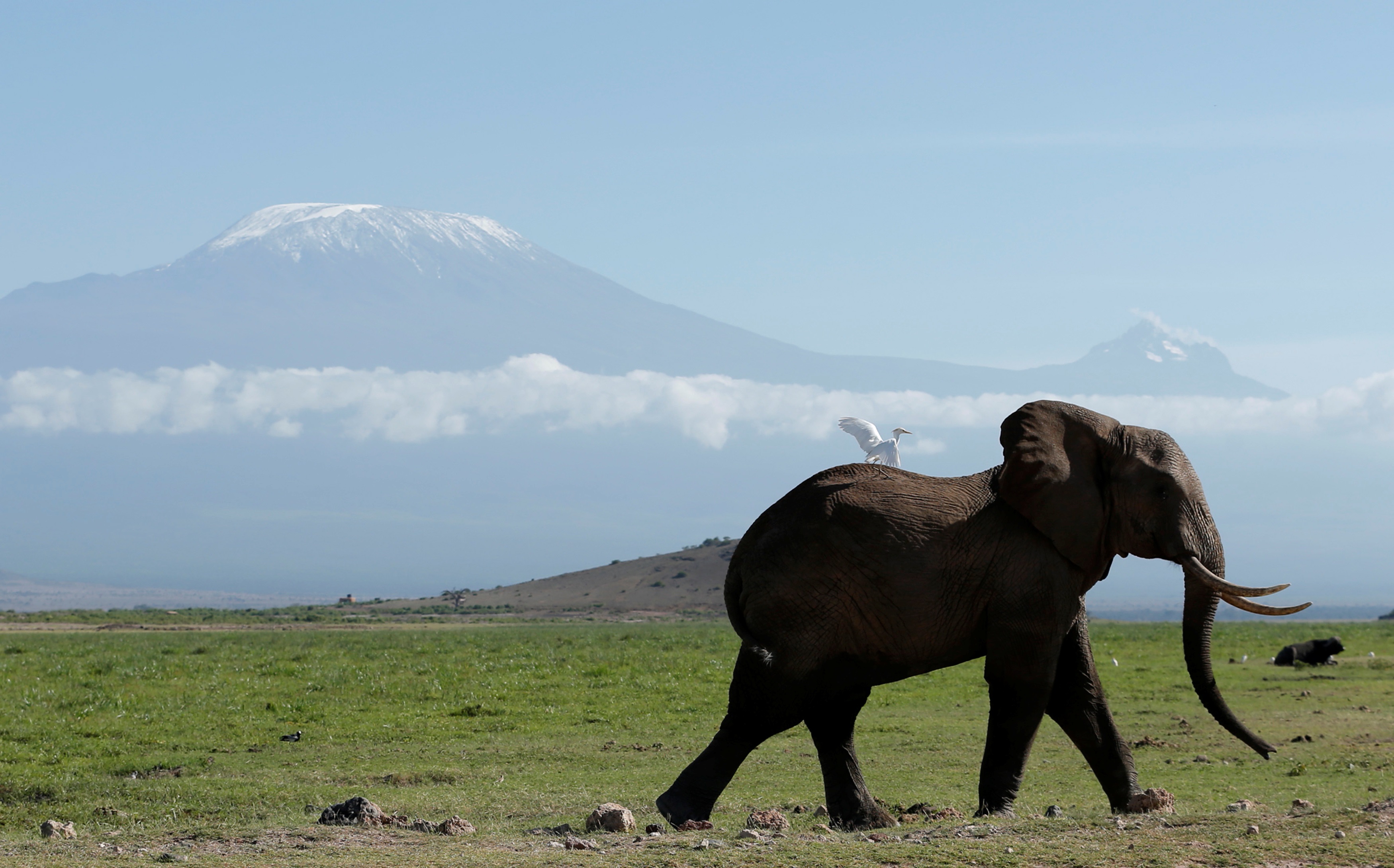 What's happening to the world income distribution? The elephant chart ...