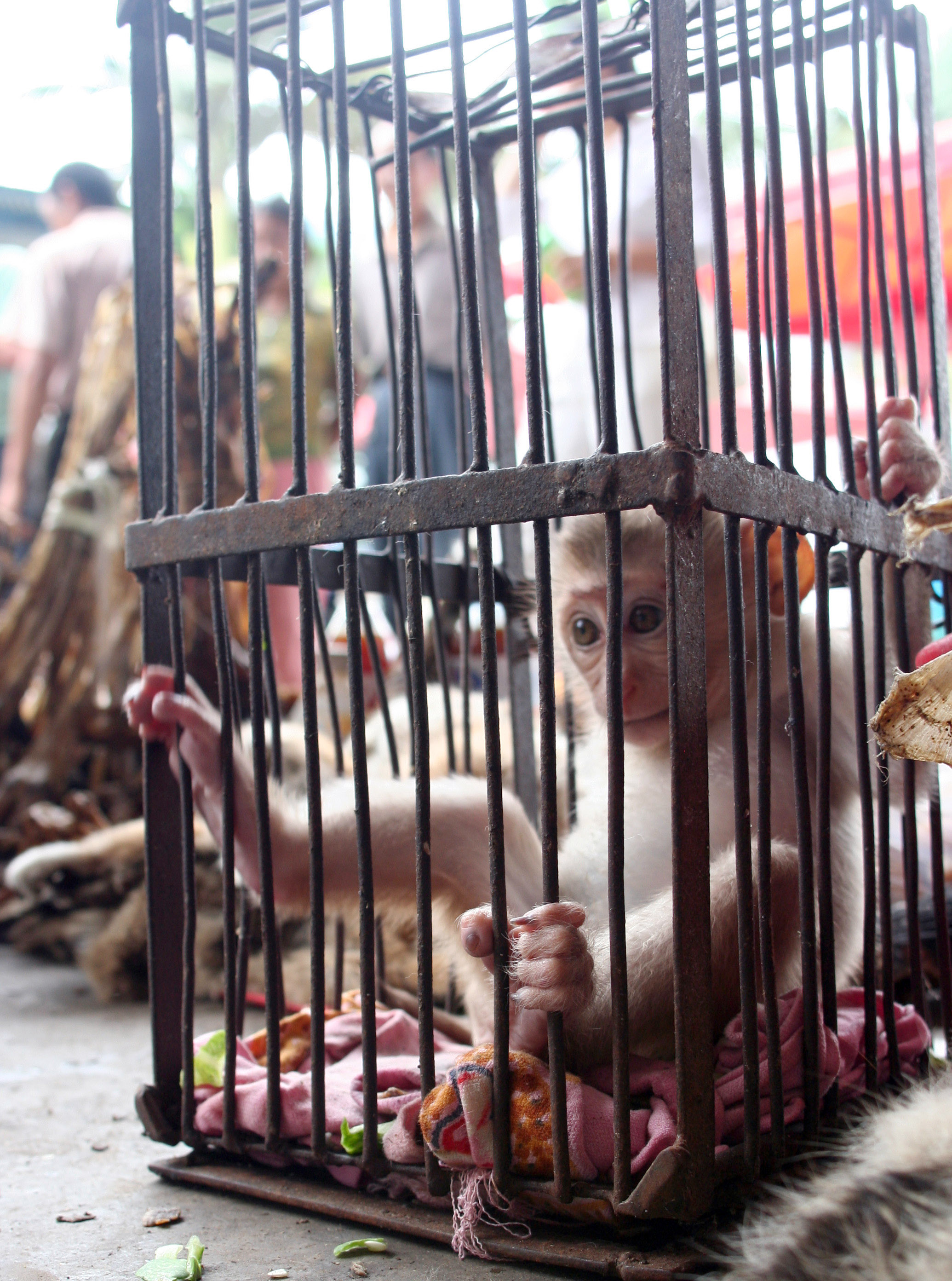 Reopening the World: To prevent zoogenic pandemics, regulate wildlife ...