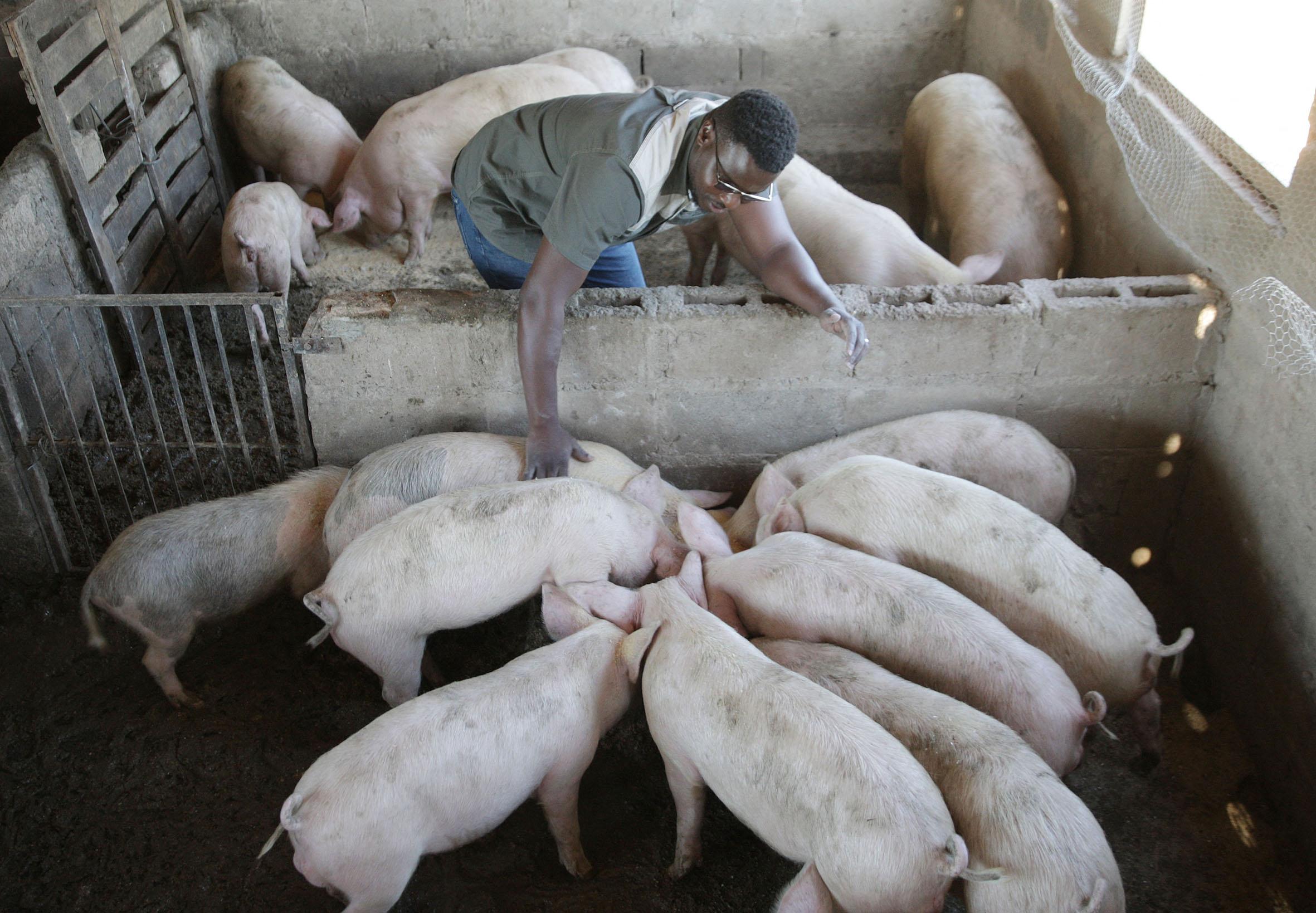 South African Pigs