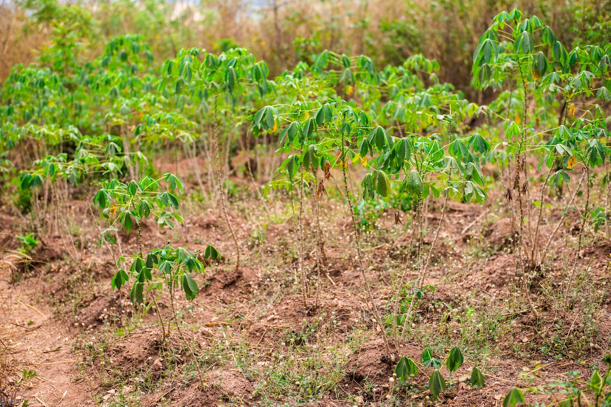 Developing countries are key to climate action