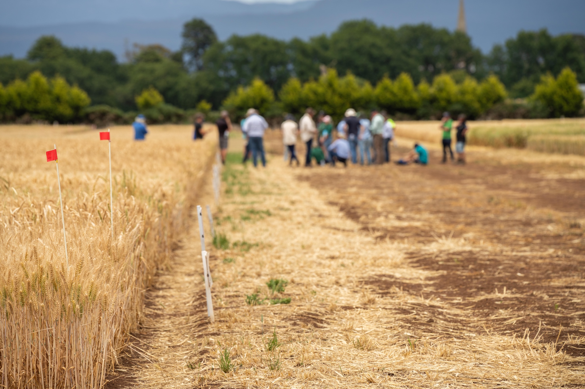The five pillars of climate resilience | Brookings